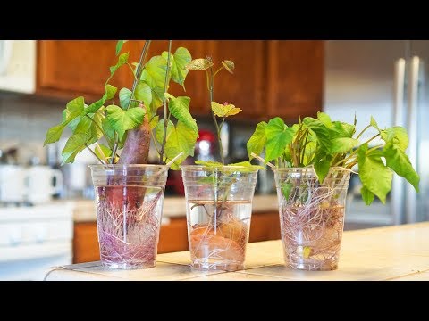 Easiest Way to Grow Lots of Sweet Potato Slips