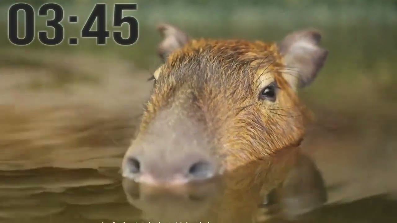 Capybara 8 min timer