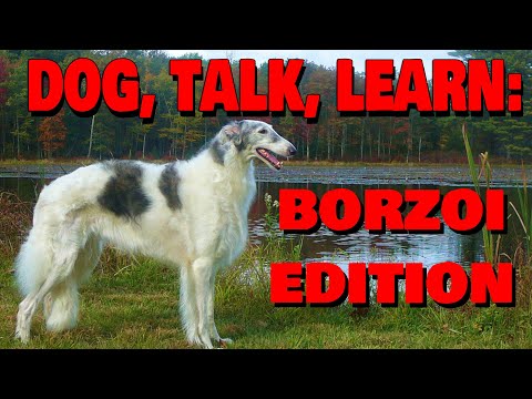 Drink Talk Learn: Borzoi Dog Breed