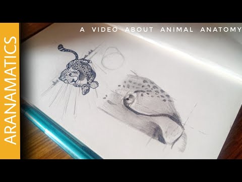 HOW TO DRAW ANIMALS | ANIMAL ANATOMY | EPISODE 1 | CHEETAH | ARANAMATICS