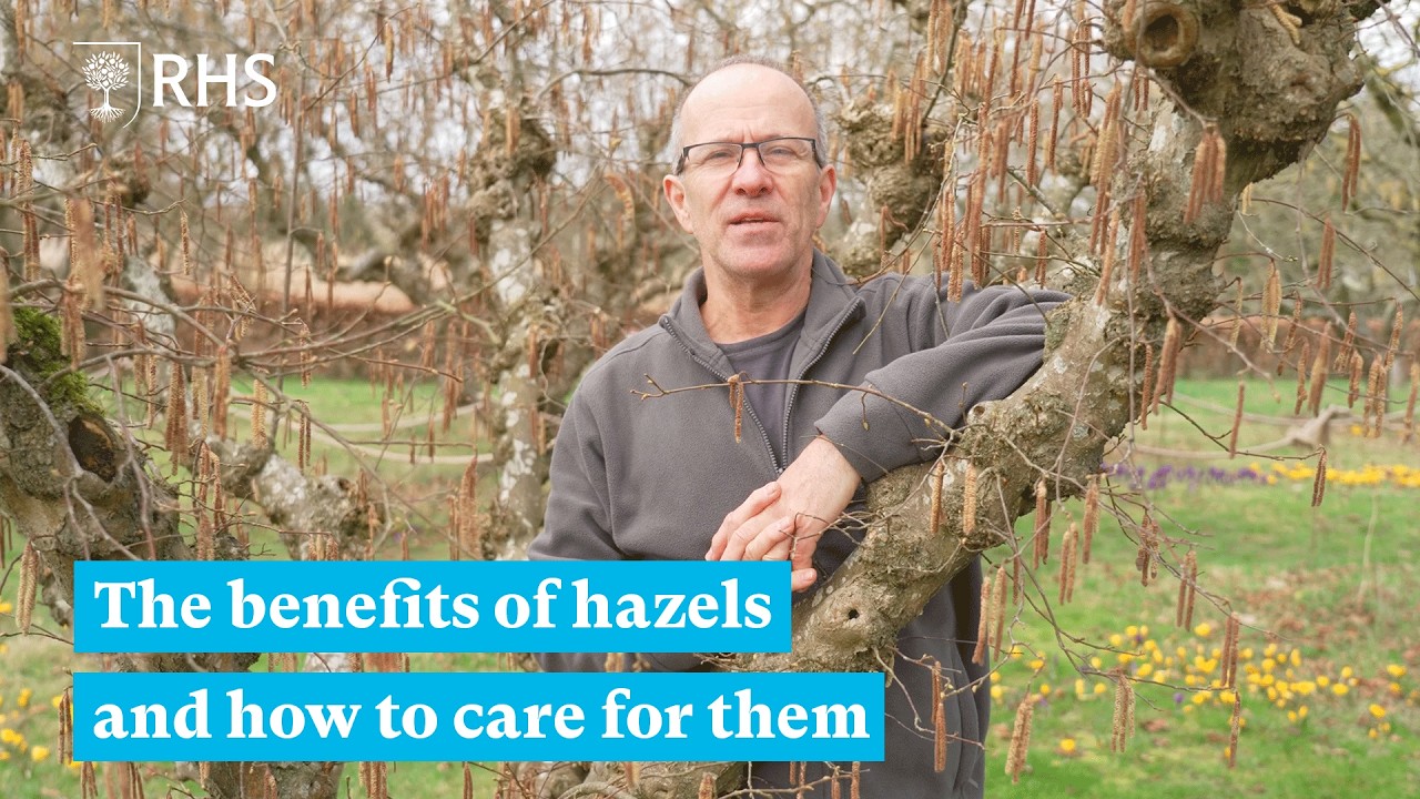 Why you need a hazel in your garden | The RHS