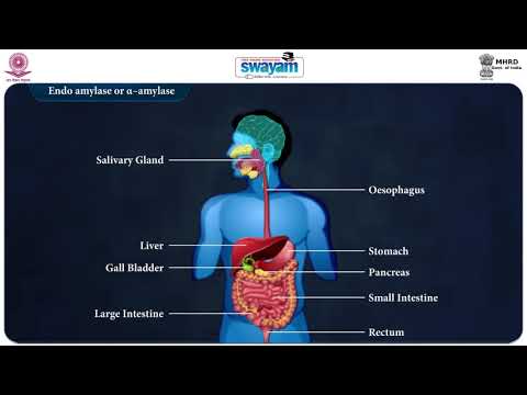FFN Amylase Inhibitor
