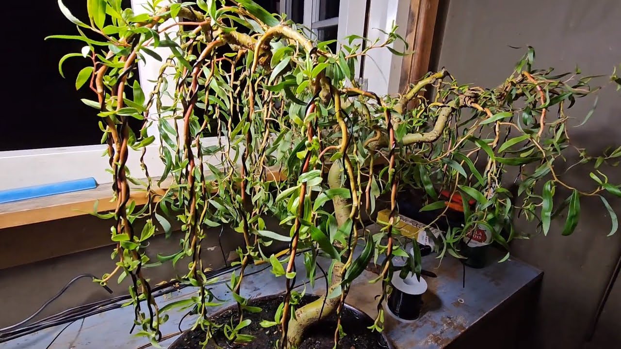 Corkscrew willow as a Bonsai Tree? You decide.