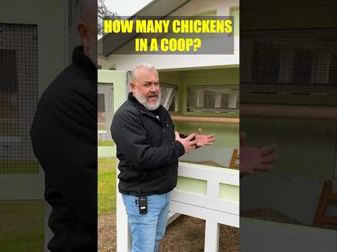 How Many CHICKENS in a COOP? #chickencoop #chickens #homesteading #diy