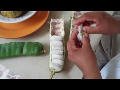 Arbolito De Chalahuite | FRUTALES DECALIDAD