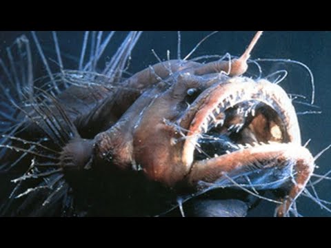 Facts: The Anglerfish