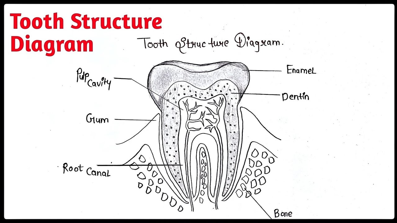 How to Draw Tooth Diagram | Structure of Tooth Anatomy labelled Diagram.