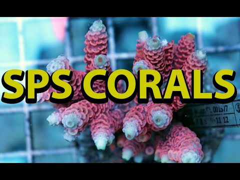 SPS CORALS