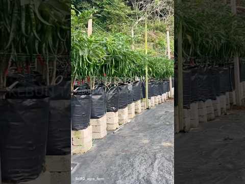 Tanam Cabe Dalam Polybag #petanicabe #pertanian #tipsberkebun