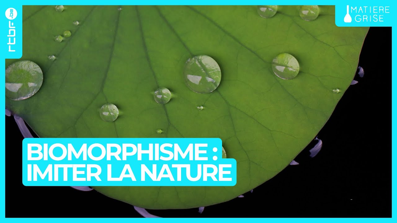 Biomorphisme : les scientifiques copient la nature pour vous aider au nettoyage - Matière Grise