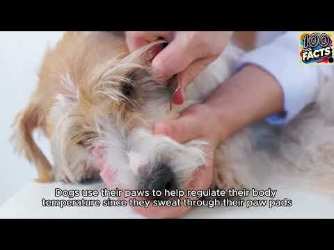 100 Facts About Dogs that will surprise you!