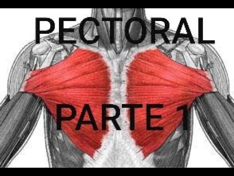Desarrolla tus pectorales desde cero – Entrenador Personal