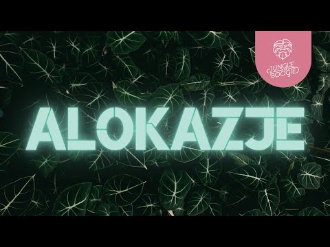 ALOKAZJE - przegląd odmian i przewodnik po pielęgnacji. Dlaczego ...