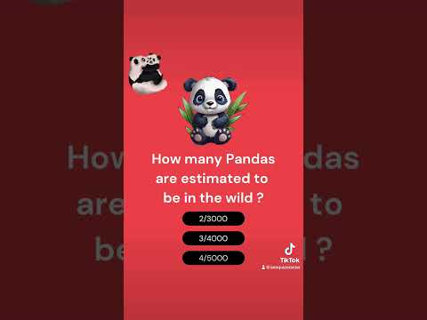 National Panda Day !! Do you love pandas do you want more quizzes about them ? Comment below 🫶🏻