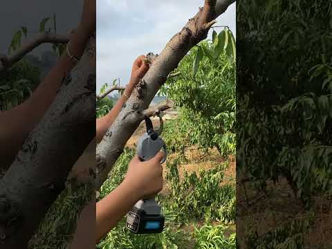 Tree Cutting Process- Good tools and machinery make work easy