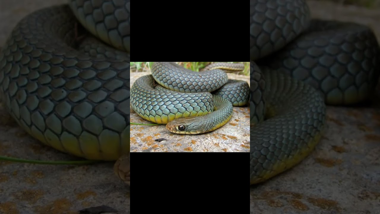 Eastern Racer and Ribbon Snake