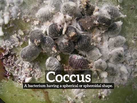 What is Coccus? | How Does Coccus Look? | How to Say Coccus in English?