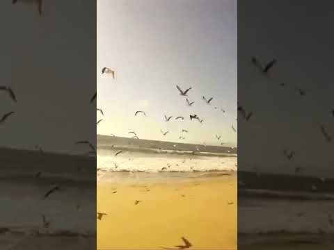 Bird is the word