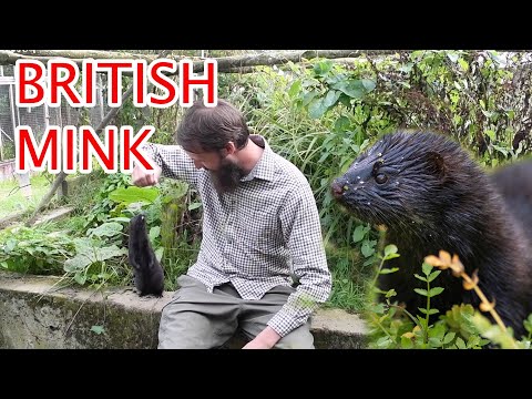Mink in Britain: BRITISH ALIENS NATURE SERIES