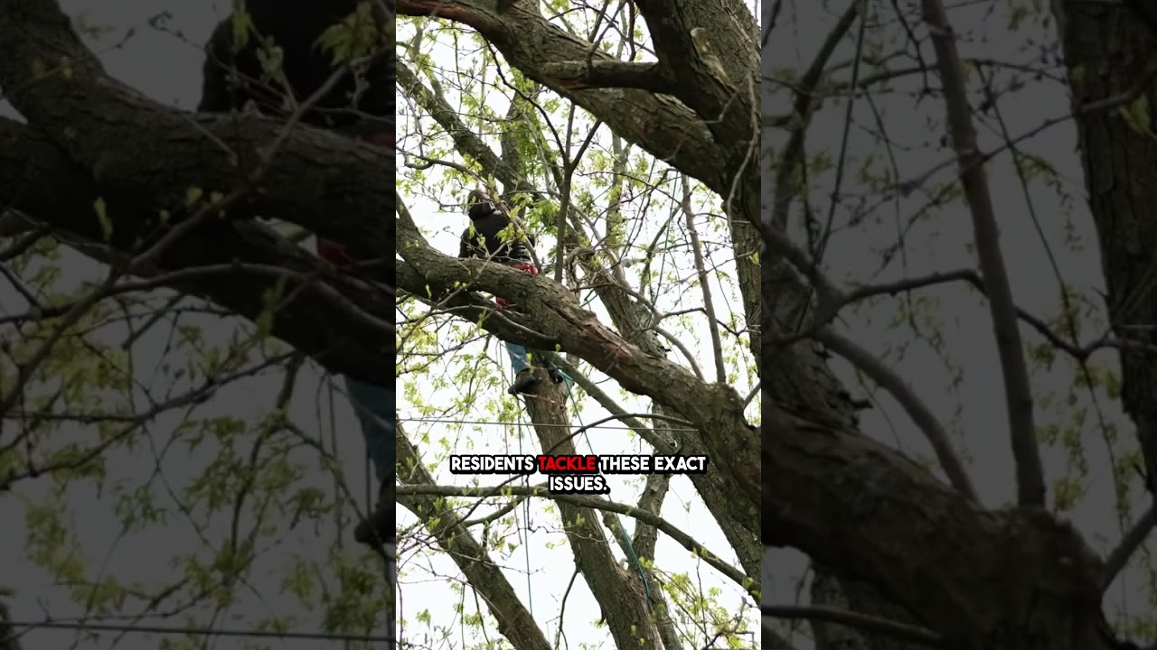 Professional Tree Service in Kannapolis That You Can Rely On | Good Neighbor Tree Service