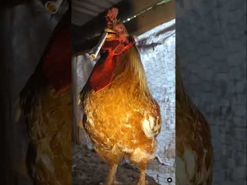 Steam Community :: Video :: Here Come The Rooster