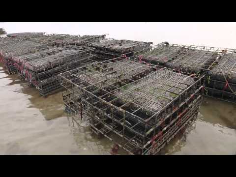 Standish Shore Oyster Farm