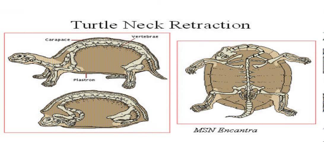 lizard skeleton diagram