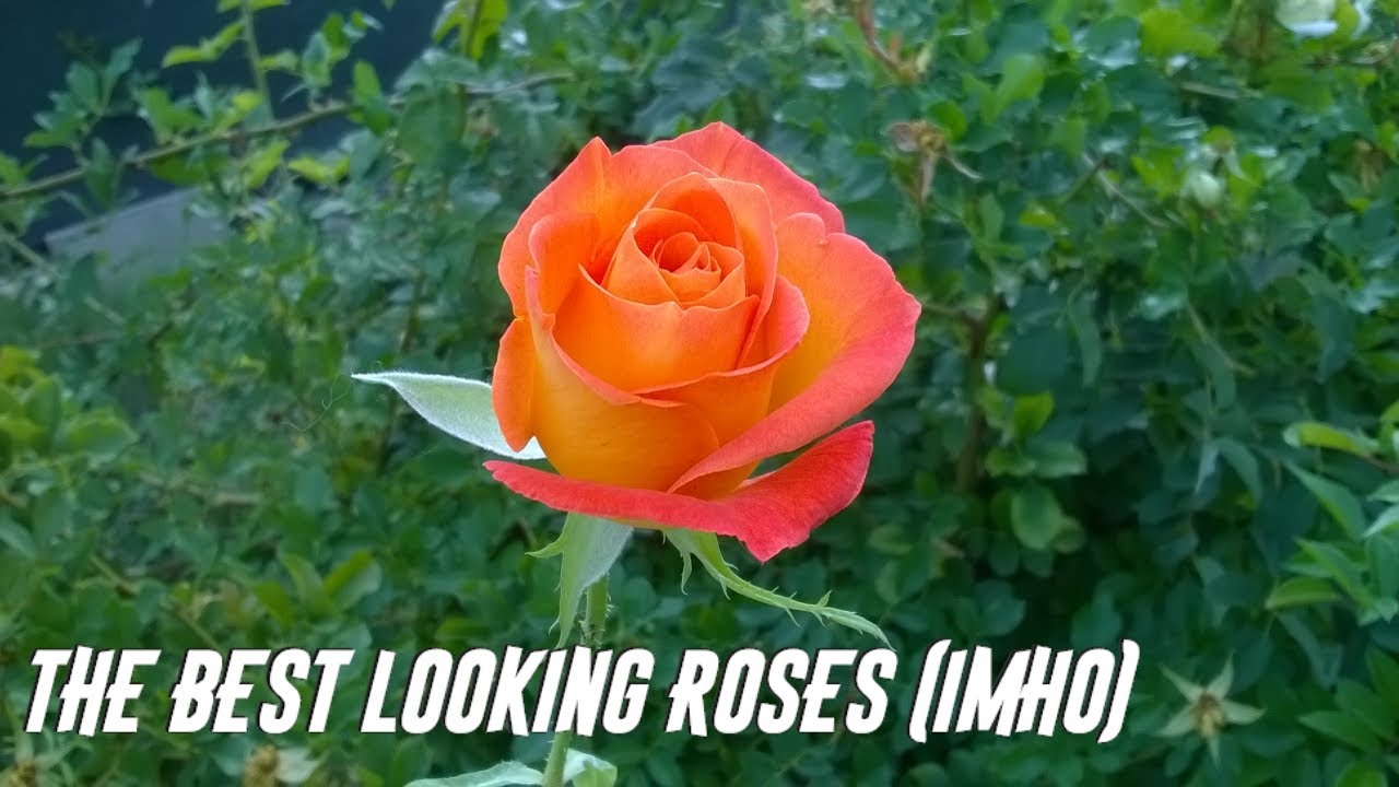 5 Most Beautiful And Rare Roses  - IMHO