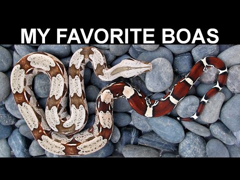 Amazing Locality Boas- LOTS of Beautiful Examples!