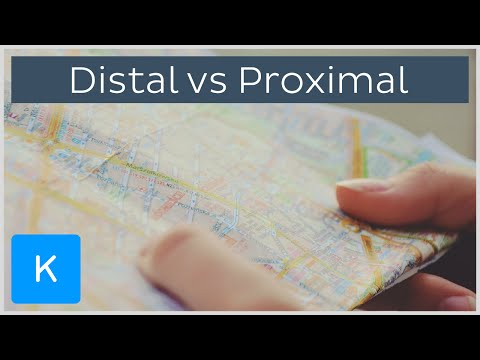 What's the Difference Between Distal and Proximal? (preview) - Human Anatomy | Kenhub