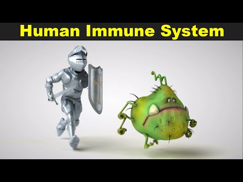 Human Immune System | How Immune System Works In Humans? (Urdu/Hindi)