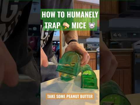 How To Humanely Trap Mice in Your Home #quiteatinganimals #shorts #trap #release #mice #vegan #kind
