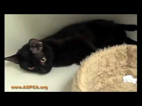 Honey Badger Narrates: ASPCA Adopt A Shelter Cat Month - June 2013 #CATdown