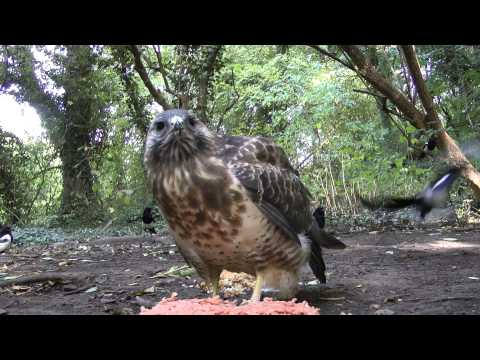 How Much Food Can A Buzzard Eat?