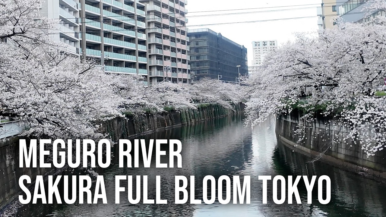 Meguro River in Full Bloom | Tokyo Sakura  | Japan Walk | 4K