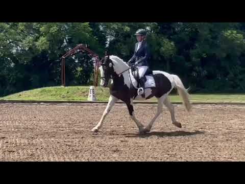Look at this amazing boy!! Azaliah Telios Theodore ❤ @Azaliah Barock Pinto Stud