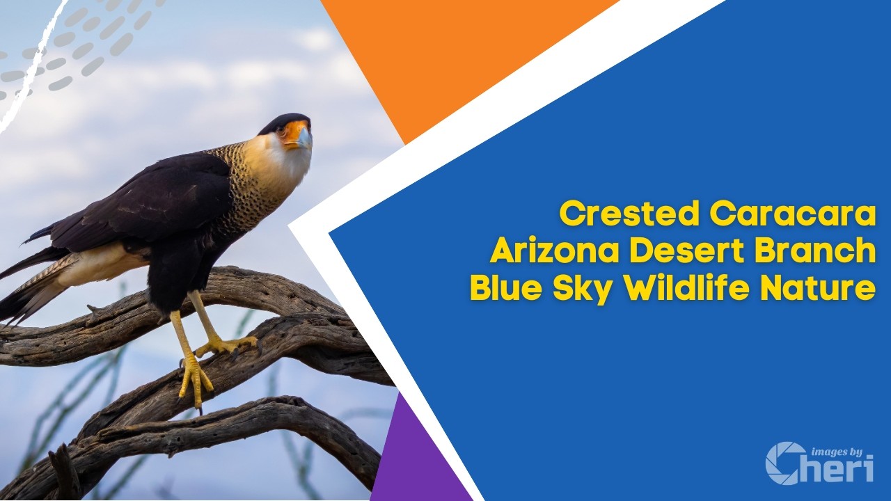 Crested Caracara Arizona Desert Branch Blue Sky Wildlife Nature