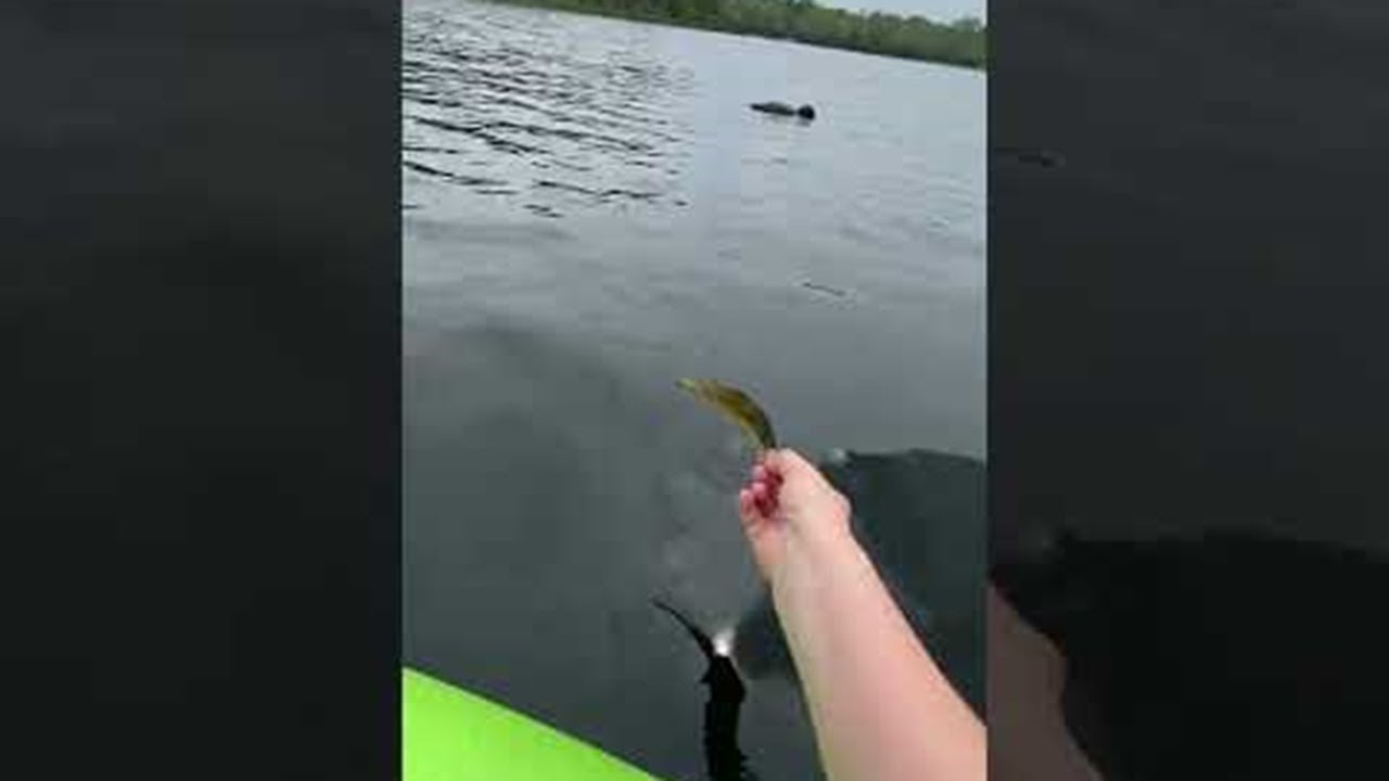 Loon Takes Fish Out of Kayaker's Hand || ViralHog