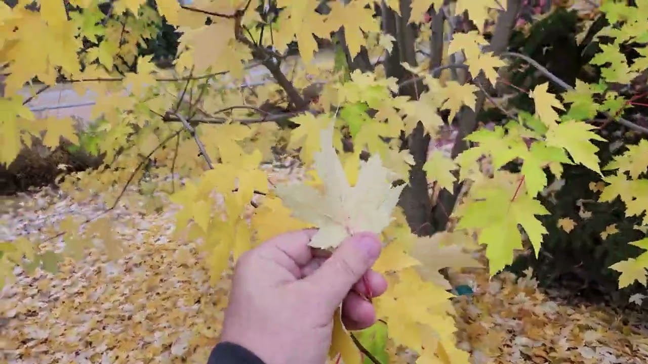 Silver Maple (Acer saccharinum) Oct 24, St. Albert, AB with stunning yellow fall colours TreeTime.ca
