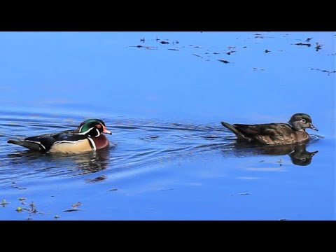 Duck Sound - Wood Ducks in the Pond - Duck Quack