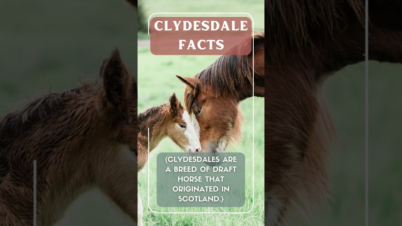 Do you know where Clydesdale are from? #clydesdalehorses #clydesdales #drafthorse #clydesdaleoutpost