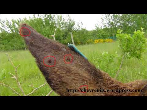 Chevreuils, tiques et maladies à tiques | Histoire de Chevreuils