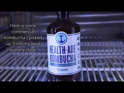 Kombucha under the microscope | franzcalvo