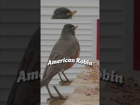 American Robin Sounds and Calls - CreatureCops