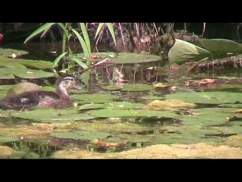 Wood Duck female and young