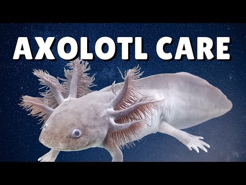 AXOLOTL CARE GUIDE | Housing, Feeding, & Tank Mates | Ambystoma mexicanum