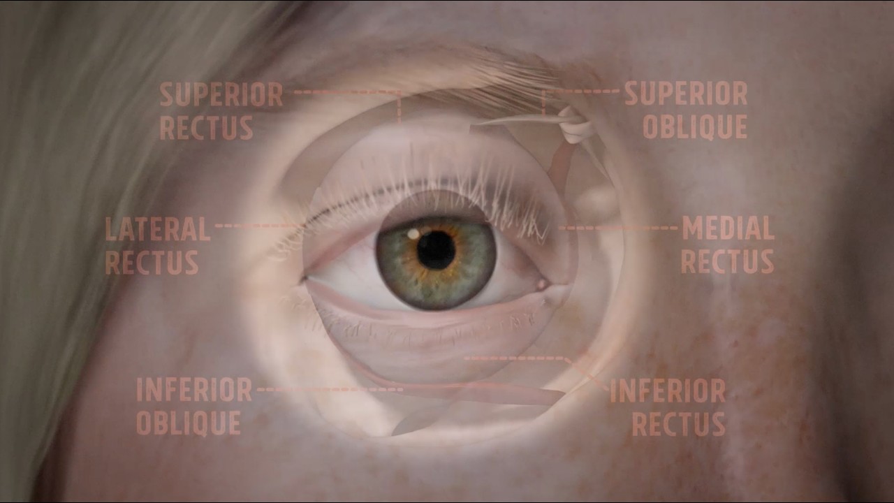 Show Reel • Laura Roy Studios