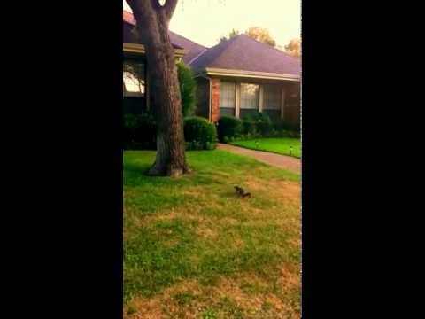 Squirrel jump!