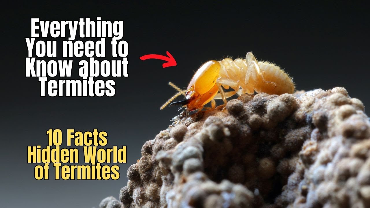 🕵️‍♂️💥10 Facts about Termites 🐜 Everything You need to know about Termites 👈💯