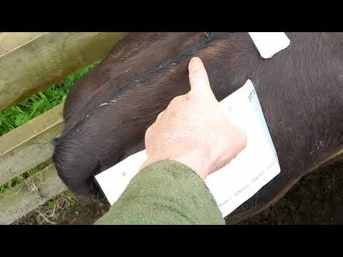 Tail painting the heifers ready for AI